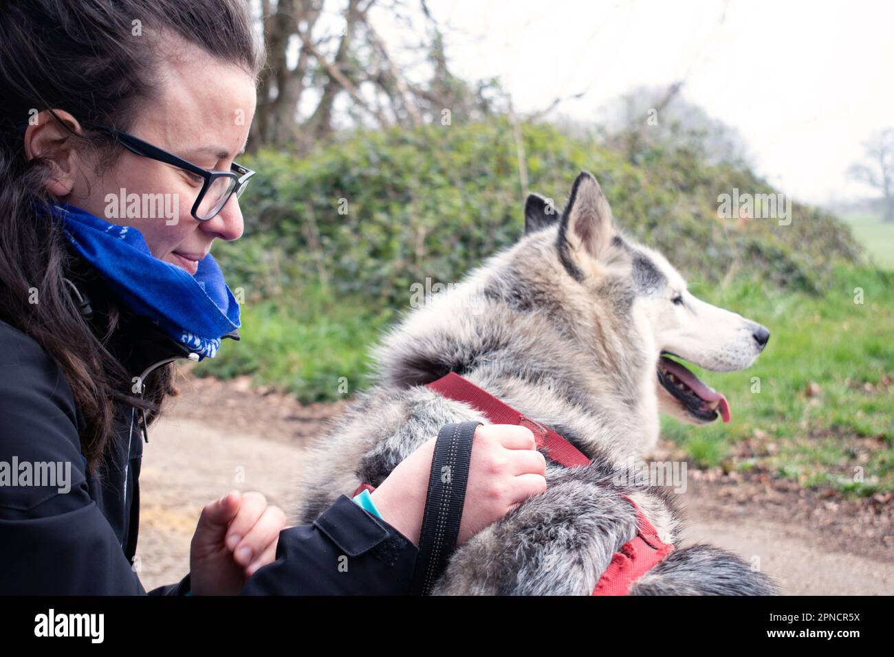 Walking a husky hi-res stock photography and images - Alamy