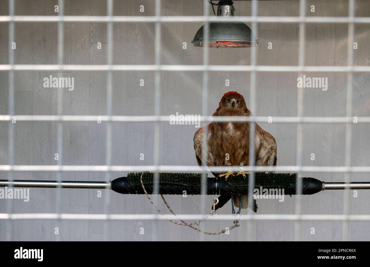 Eagle behind bars hi-res stock photography and images - Alamy