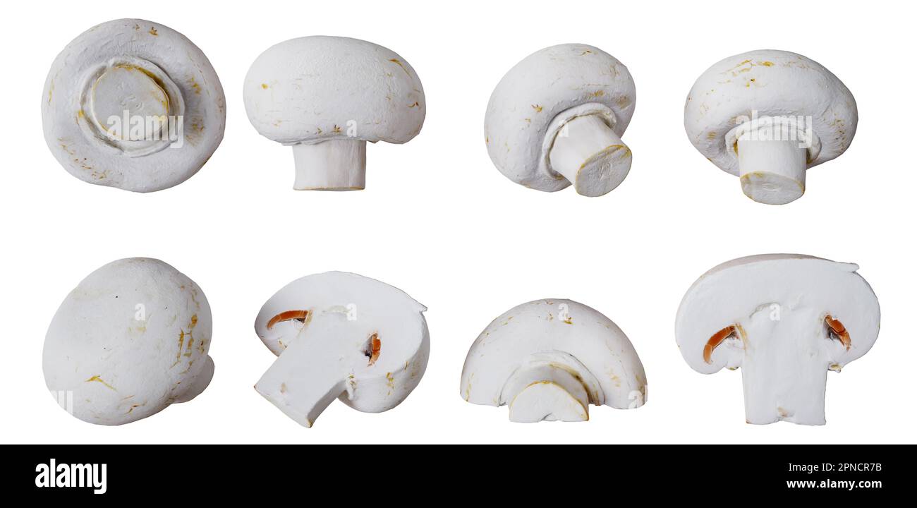3d rendering - Close view of Mushrooms with differents angles isolated ...