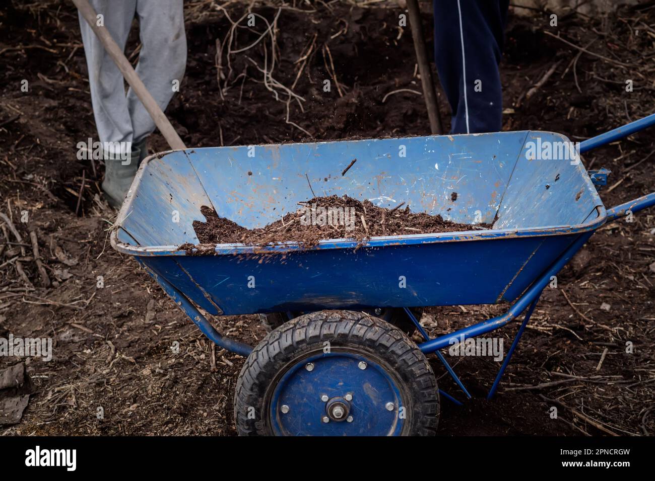 Compost in garden cart. Farmers load compost into garden cart to ...