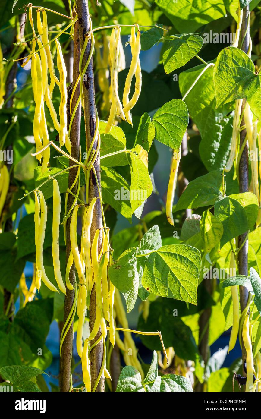 Phaseolus string high beans. The pods on the branches of the plant are ...
