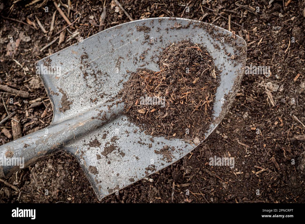 regular shovel with fresh compost. Processing organic waste into ...