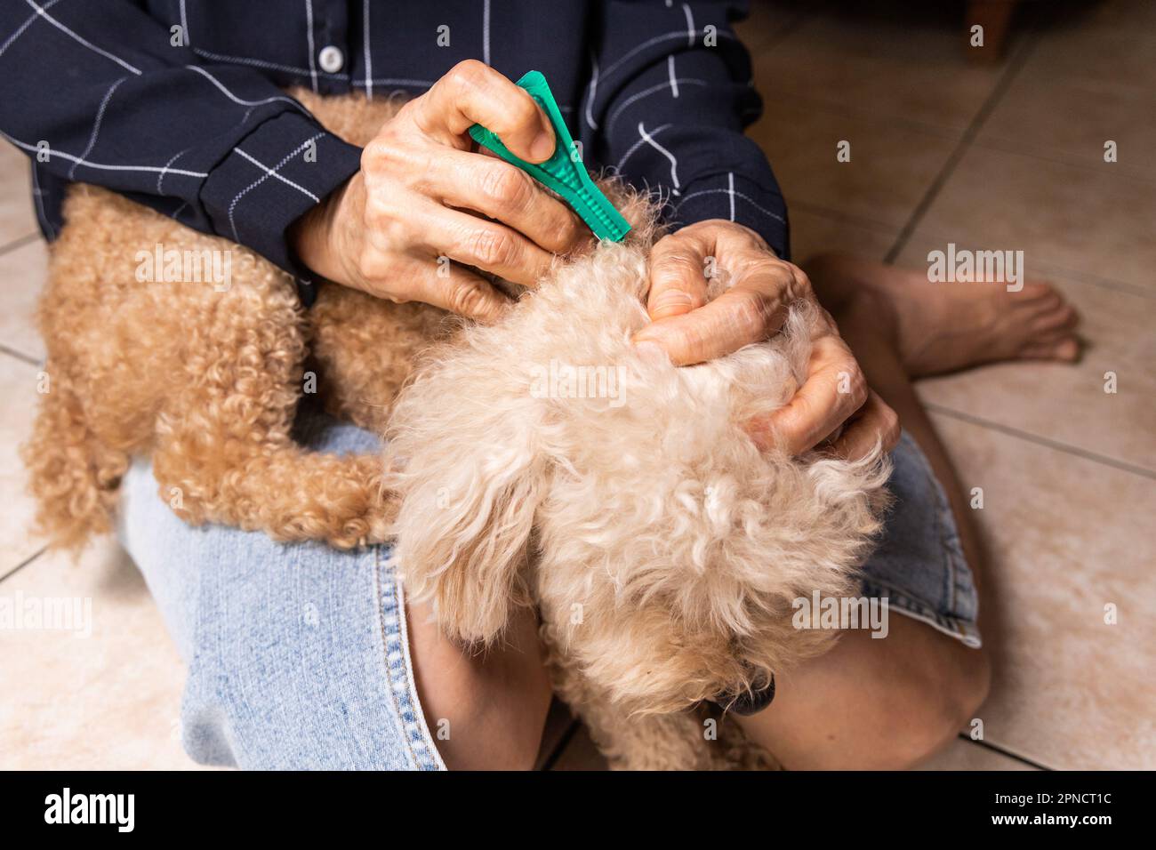 Close-up of person applying ticks, lice and mites control medicine on ...