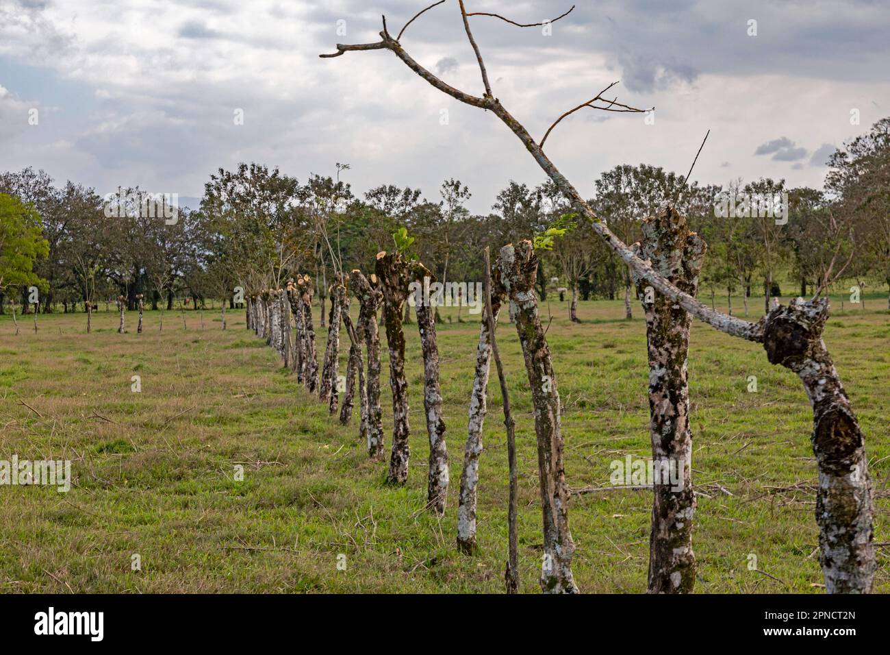 Muelle San Carlos, Costa Rica - Barbed wire strung along a line of ...