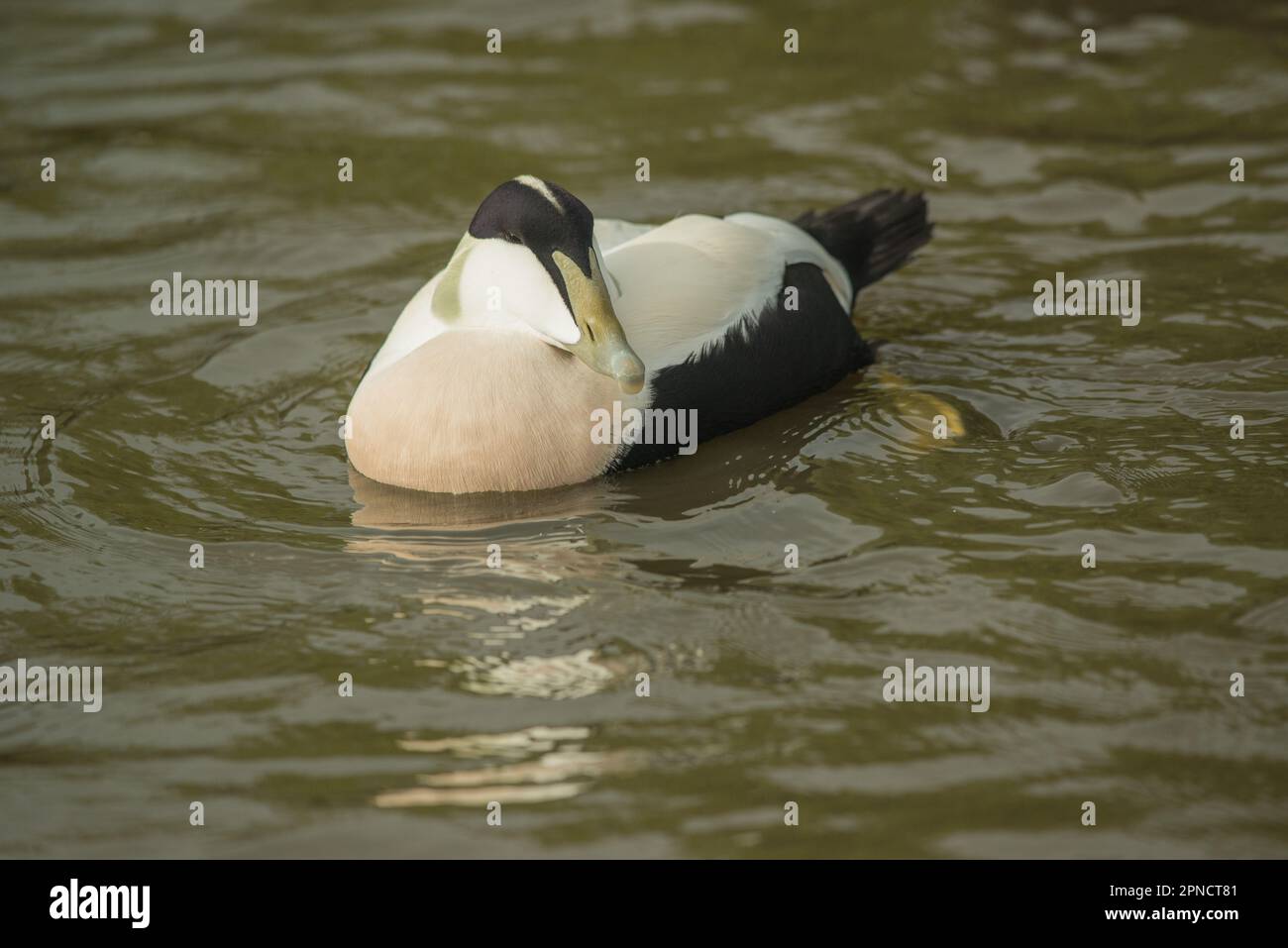 Eider duck england hi-res stock photography and images - Alamy