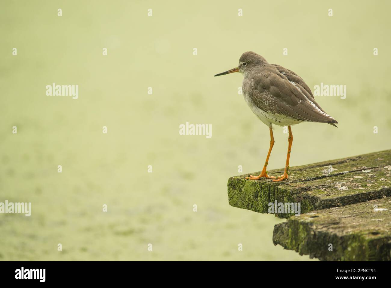 Common redshank, Tringa totanus, Slimbridge, England, UK Stock Photo ...