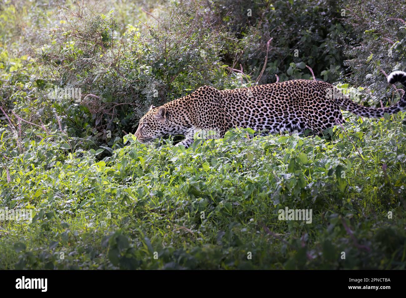 Wild majestic leopard, a big cat, in the bush in the Serengeti National ...