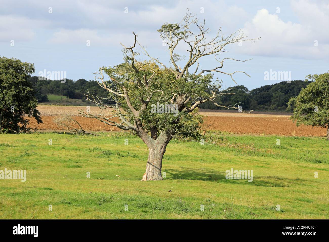 Oak Tree in a field by the River Douglas Rufford Lancashire England ...