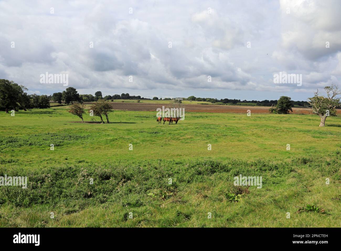 Horses in a field by the River Douglas Rufford Lancashire England Stock ...