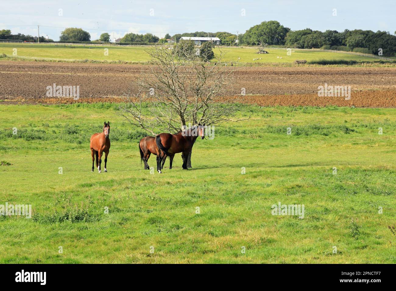 Horses in a field by the River Douglas Rufford Lancashire England Stock ...