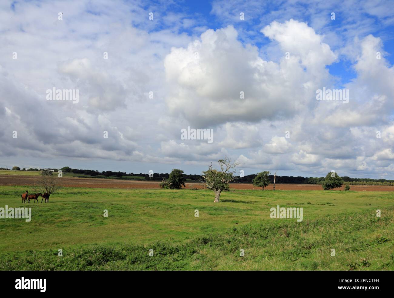 Oak Tree in a field by the River Douglas Rufford Lancashire England ...