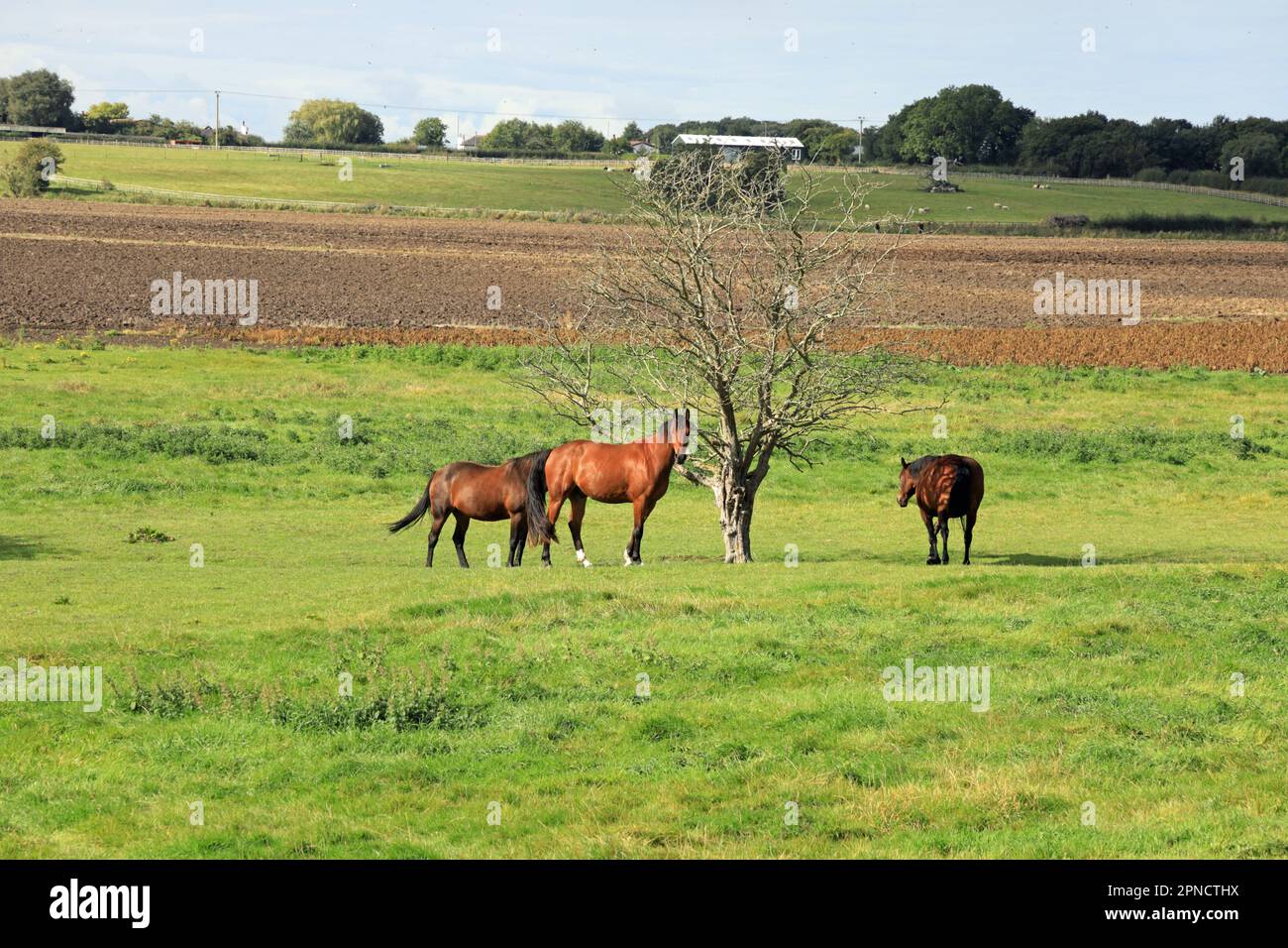 Horses in a field by the River Douglas Rufford Lancashire England Stock ...