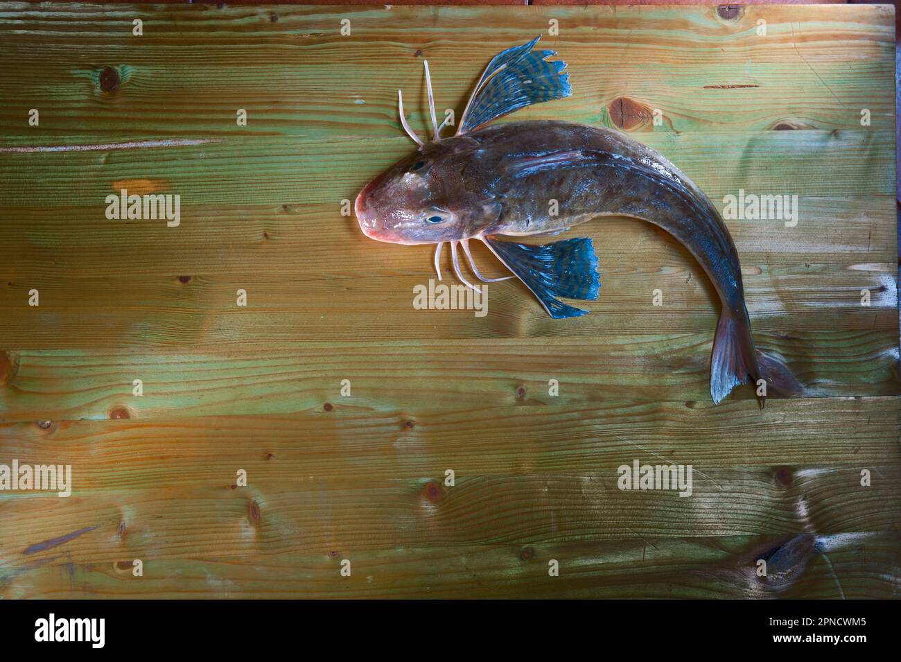 Triglidae family hi-res stock photography and images - Alamy