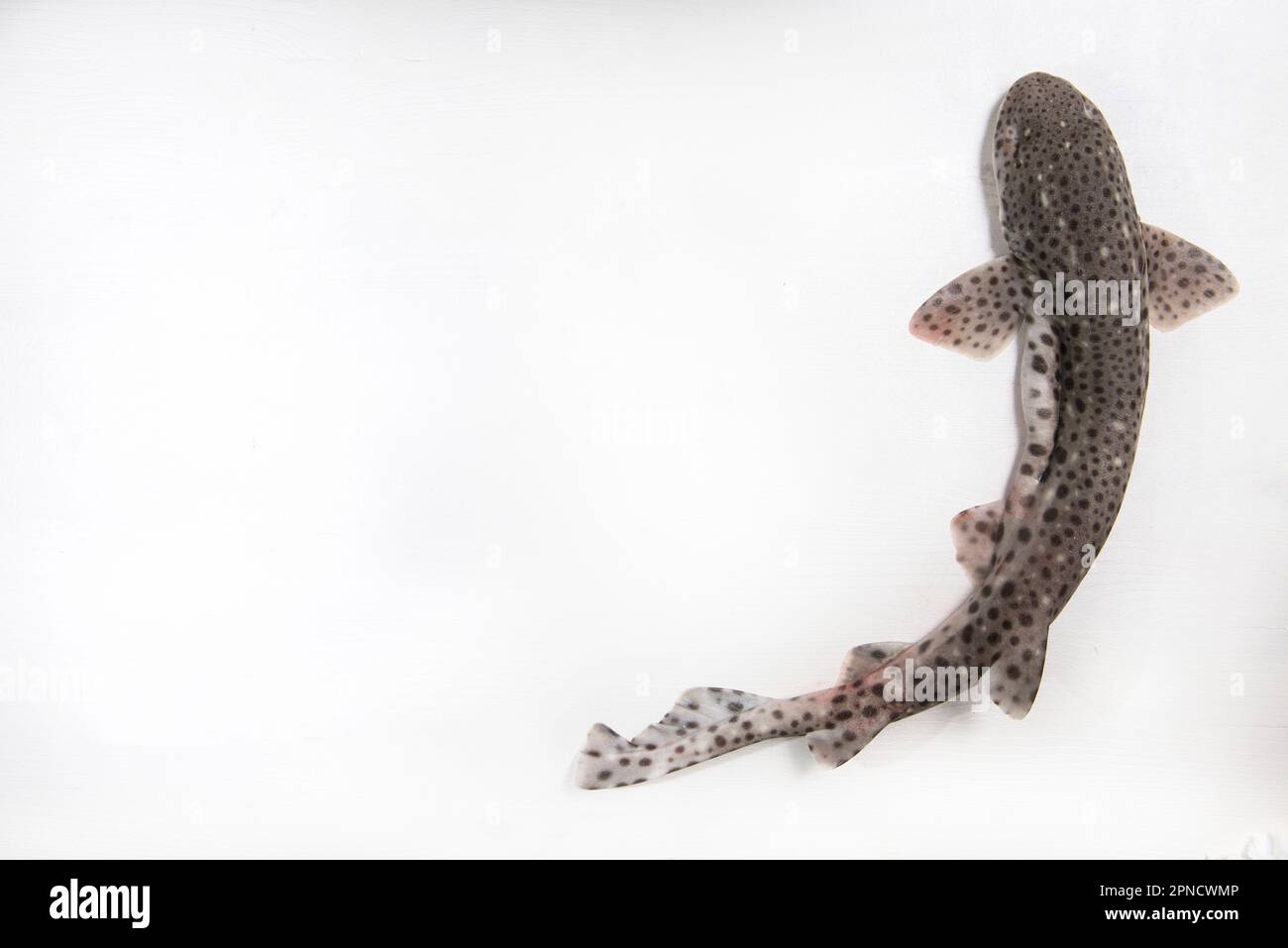 Catfish, Cartilaginous fish Sciliorinidae, Thyrrenian Sea, Italy ...