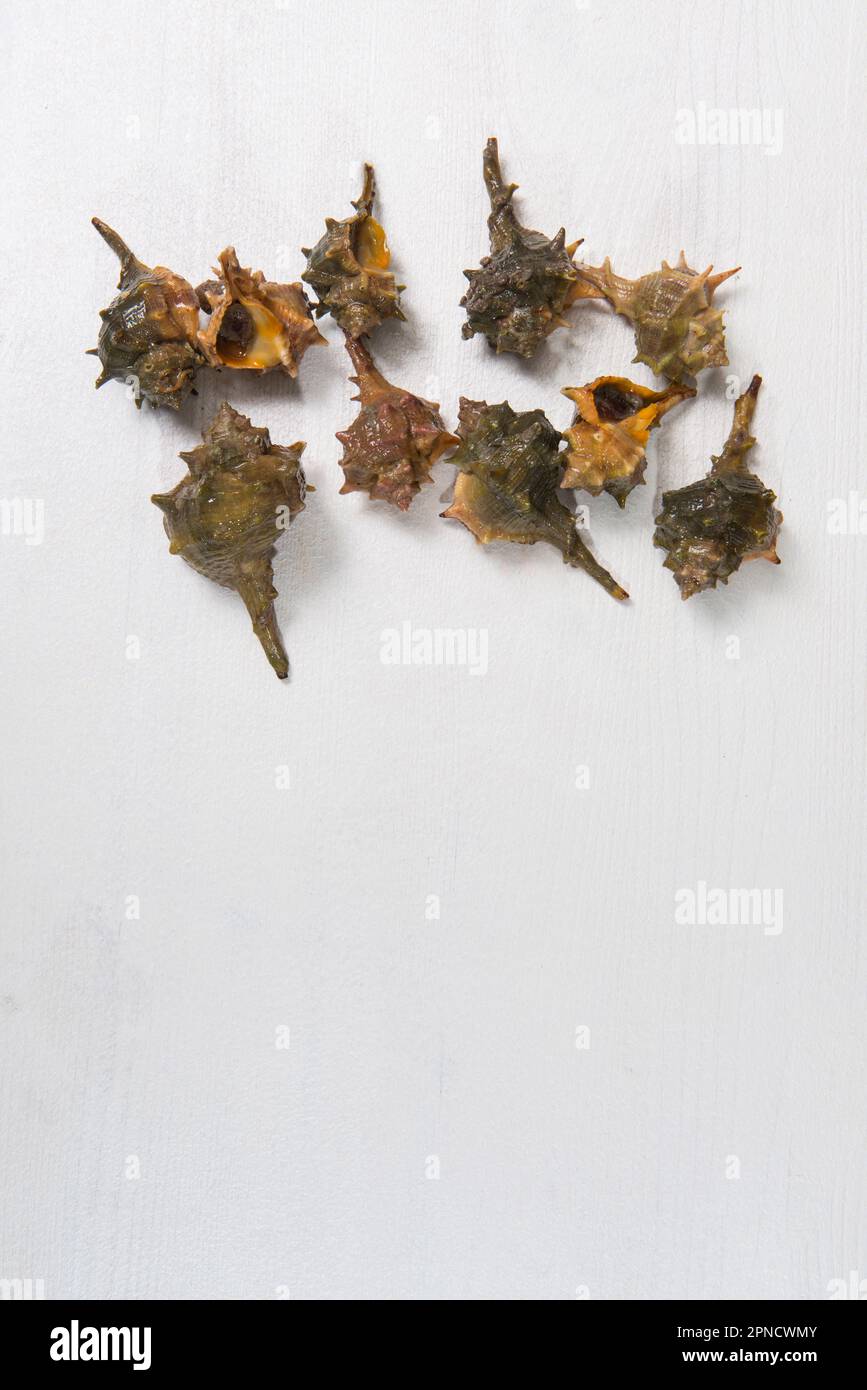 Shell species hi-res stock photography and images - Alamy