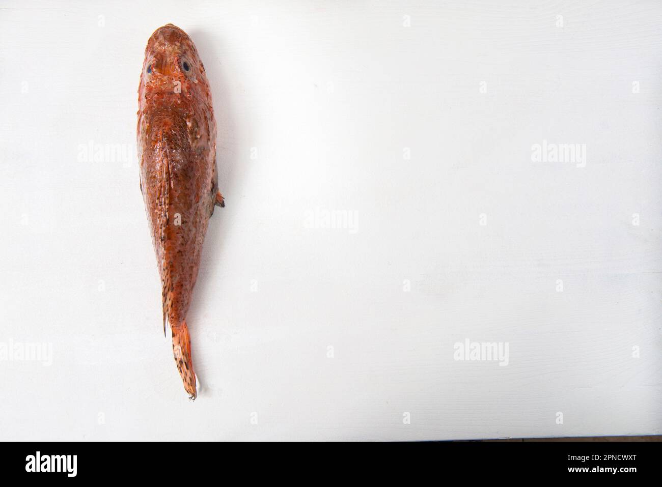 Saltwater benthic fish, the redfish, populates warm temperate seas and ...