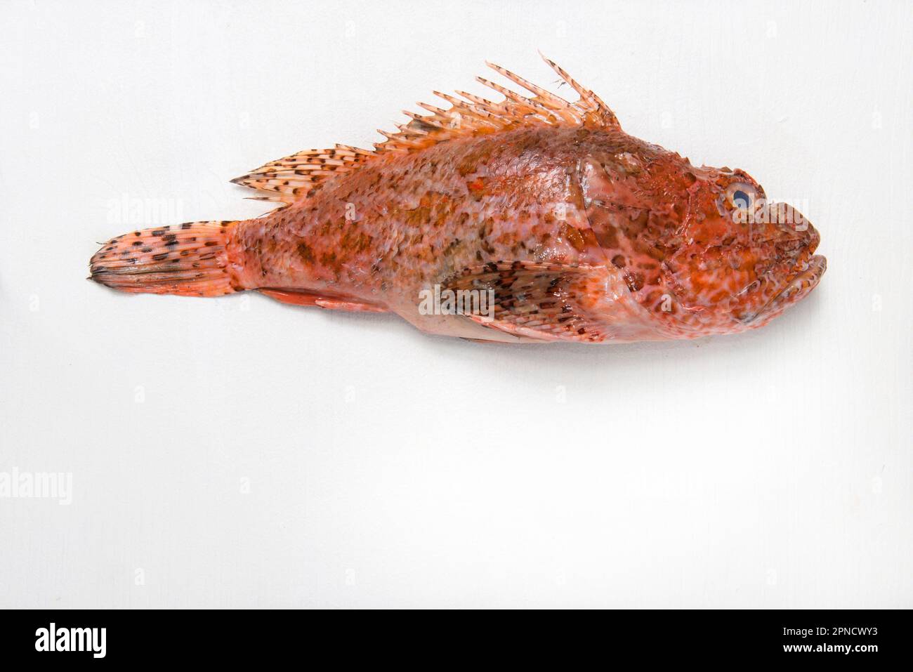 Saltwater benthic fish, the redfish, populates warm temperate seas and ...