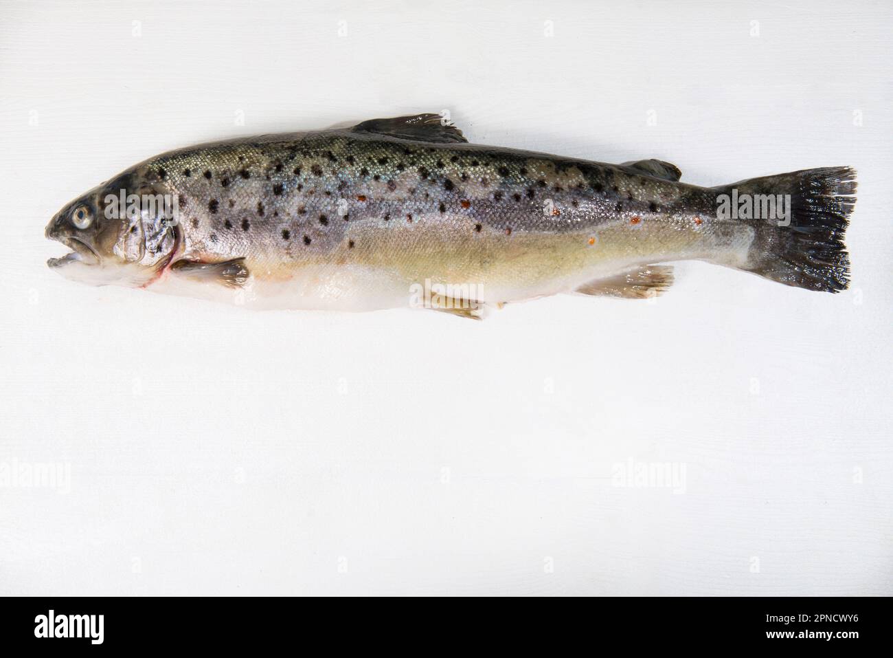 Arctic char (Salvelinus alpinus) is a fish belonging to the Salmonidae ...