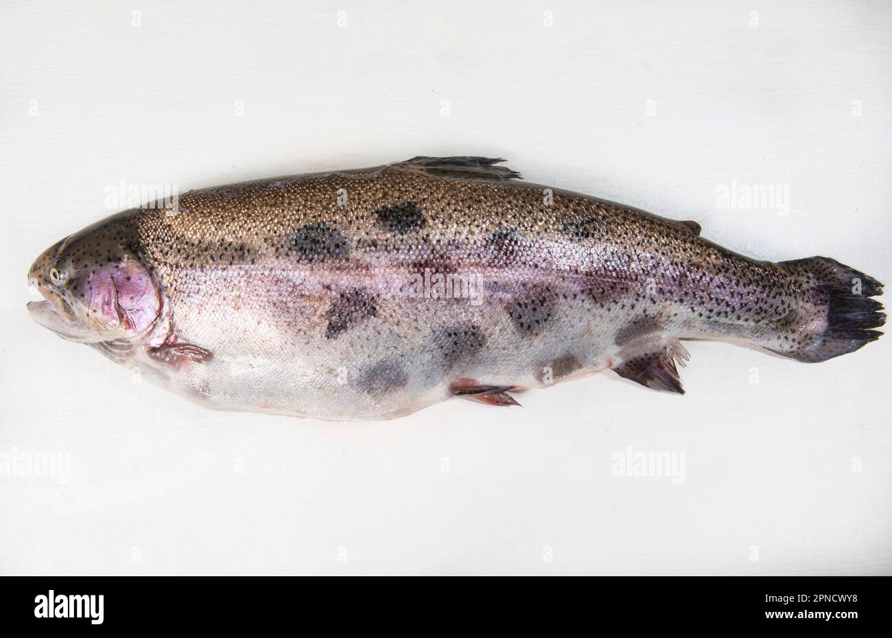 Oncorhynchus mykiss (Walbaum, 1792), commonly referred to as rainbow ...