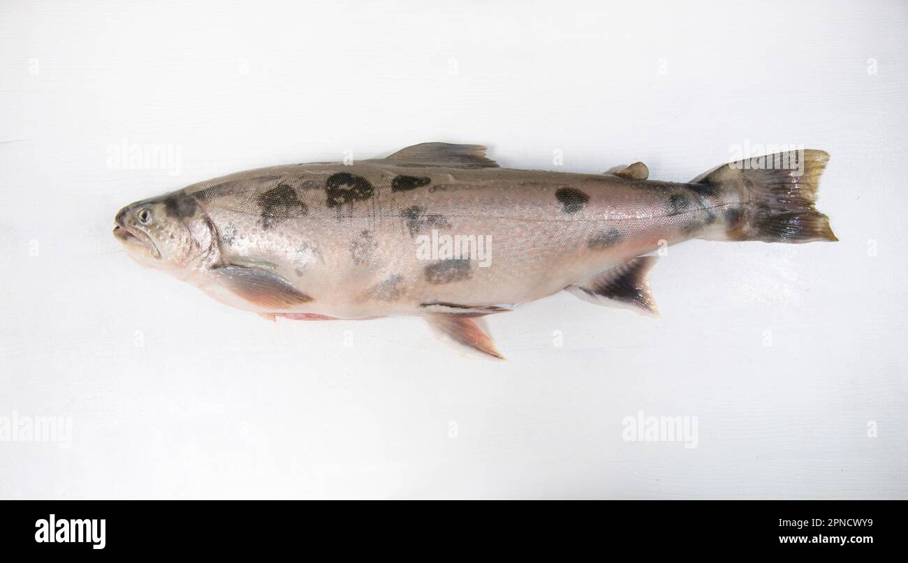 Oncorhynchus mykiss (Walbaum, 1792), commonly referred to as rainbow ...