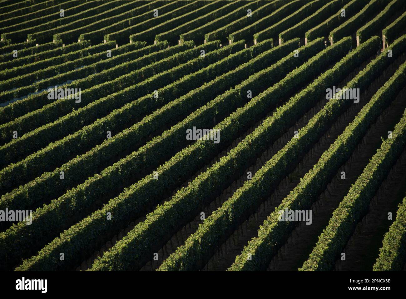 Vines that produce world famous wine at Hawkes Bay, Napier, North ...
