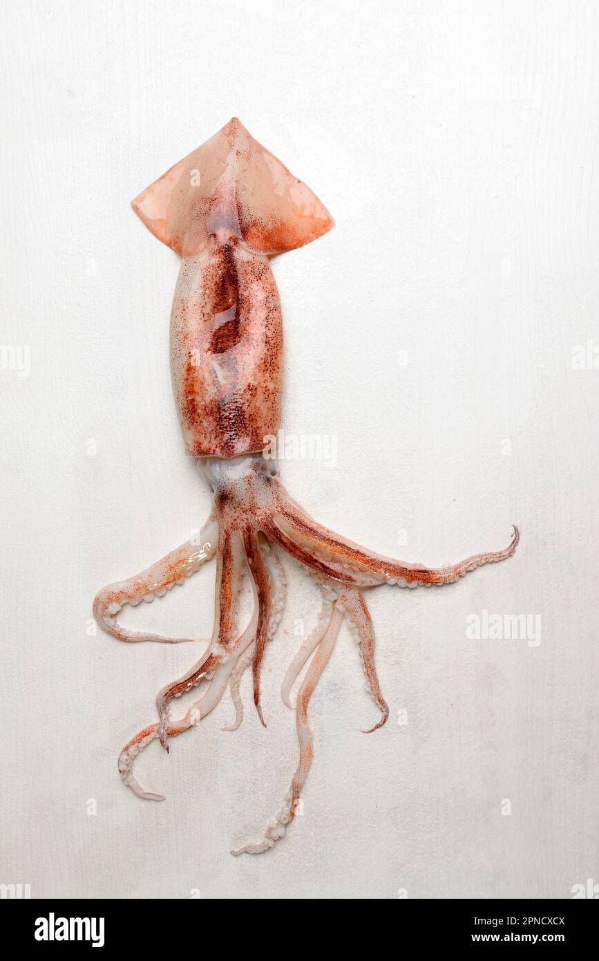 The squid (Todarodes sagittatus) is a cephalopod mollusk, Italy, Europe ...