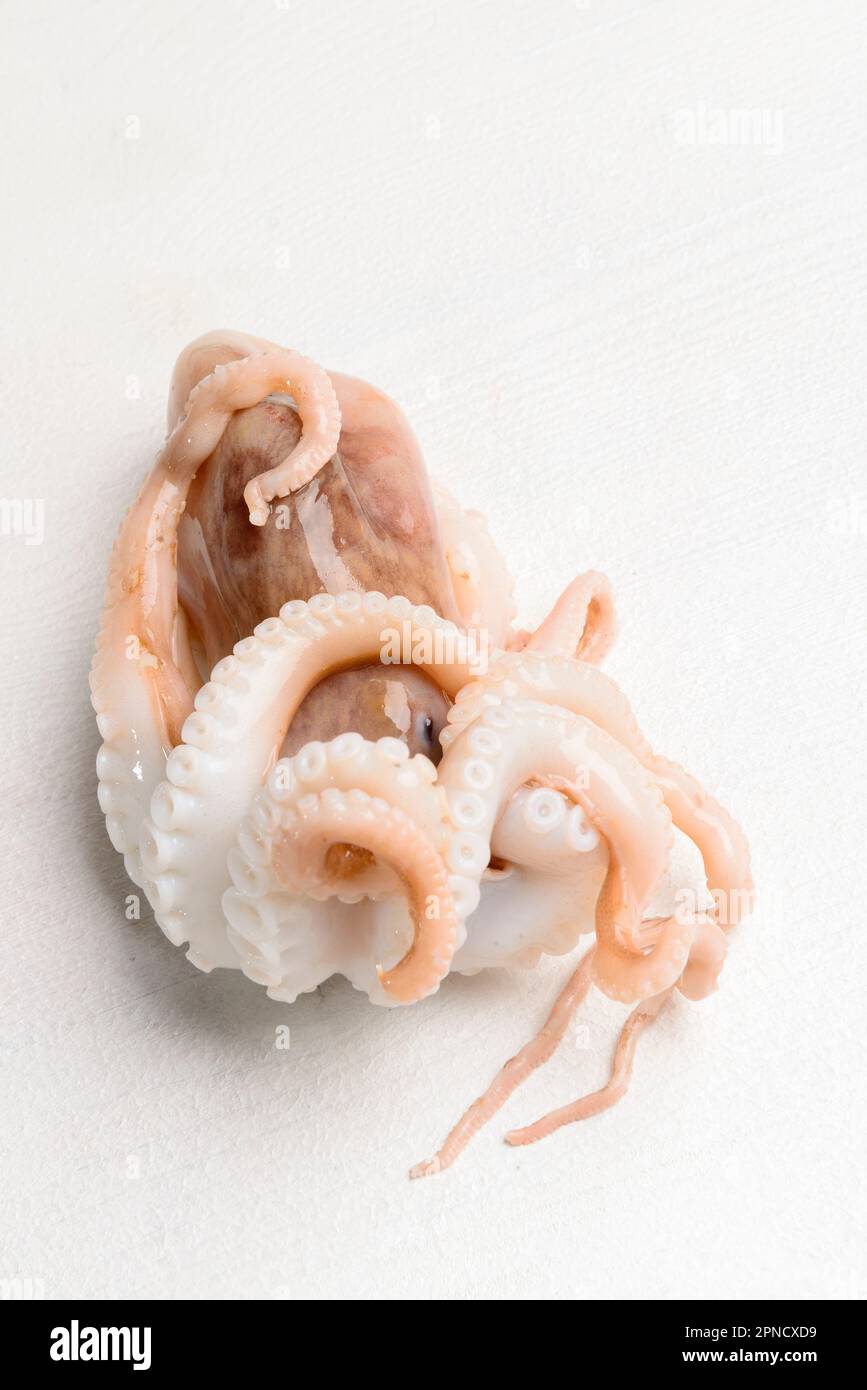 The octopus (Octopus vulgaris Cuvier, 1797) is a cephalopod of the ...