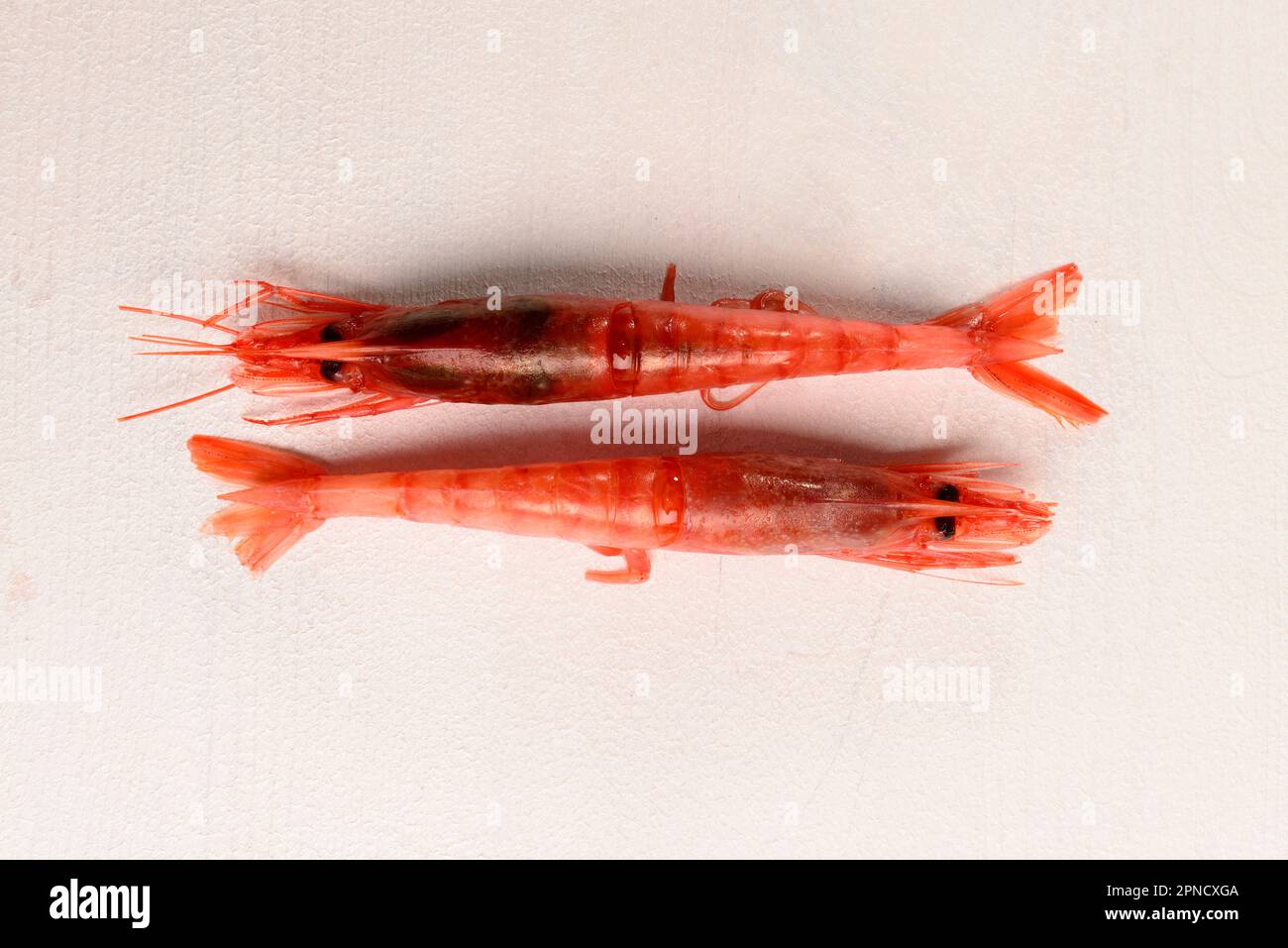 Red shrimp or gambero Stock Photo - Alamy