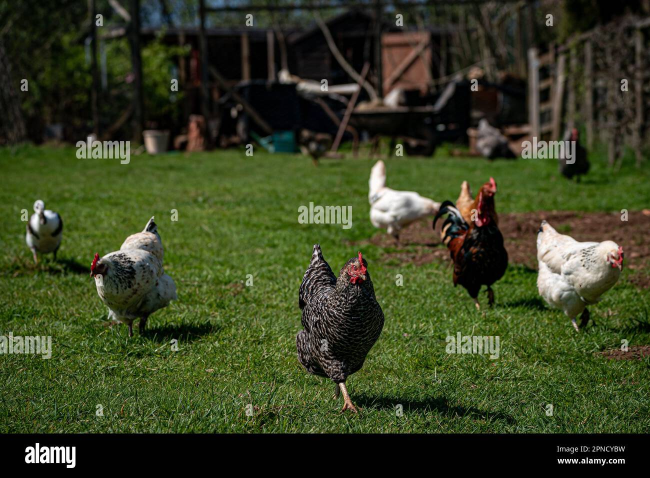 Captive birds hi-res stock photography and images - Alamy