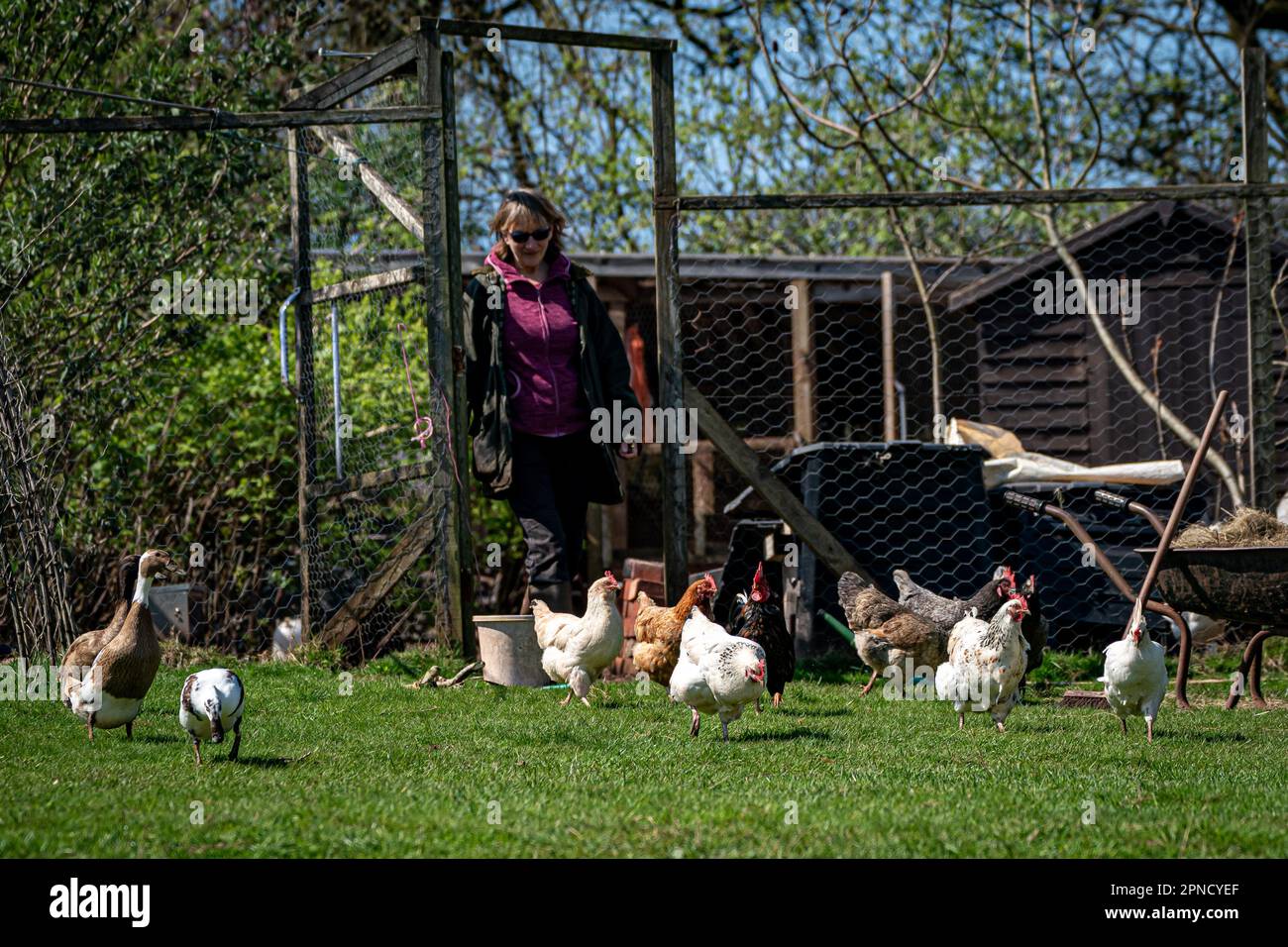 Captive birds hi-res stock photography and images - Alamy