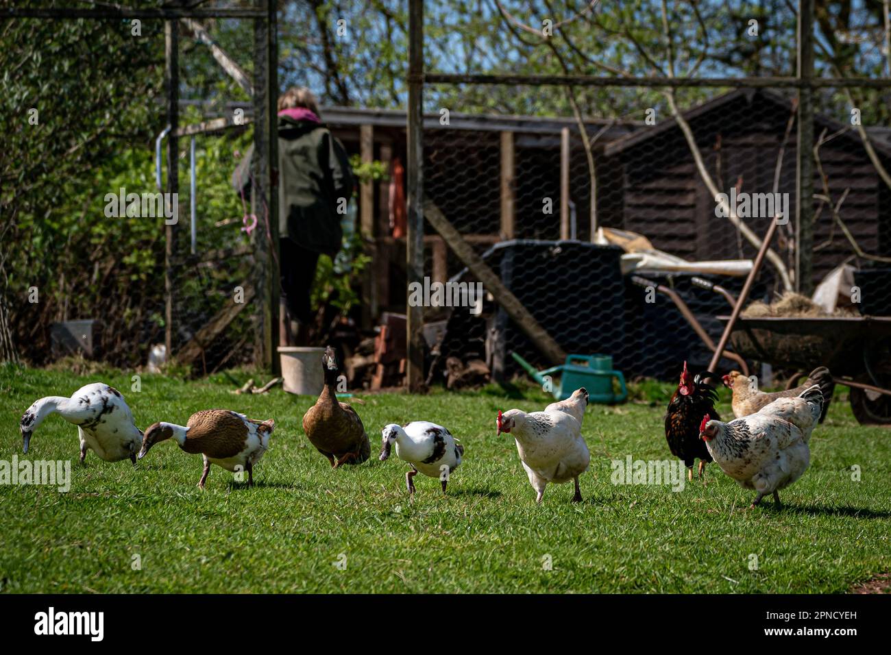 Captive birds hi-res stock photography and images - Alamy