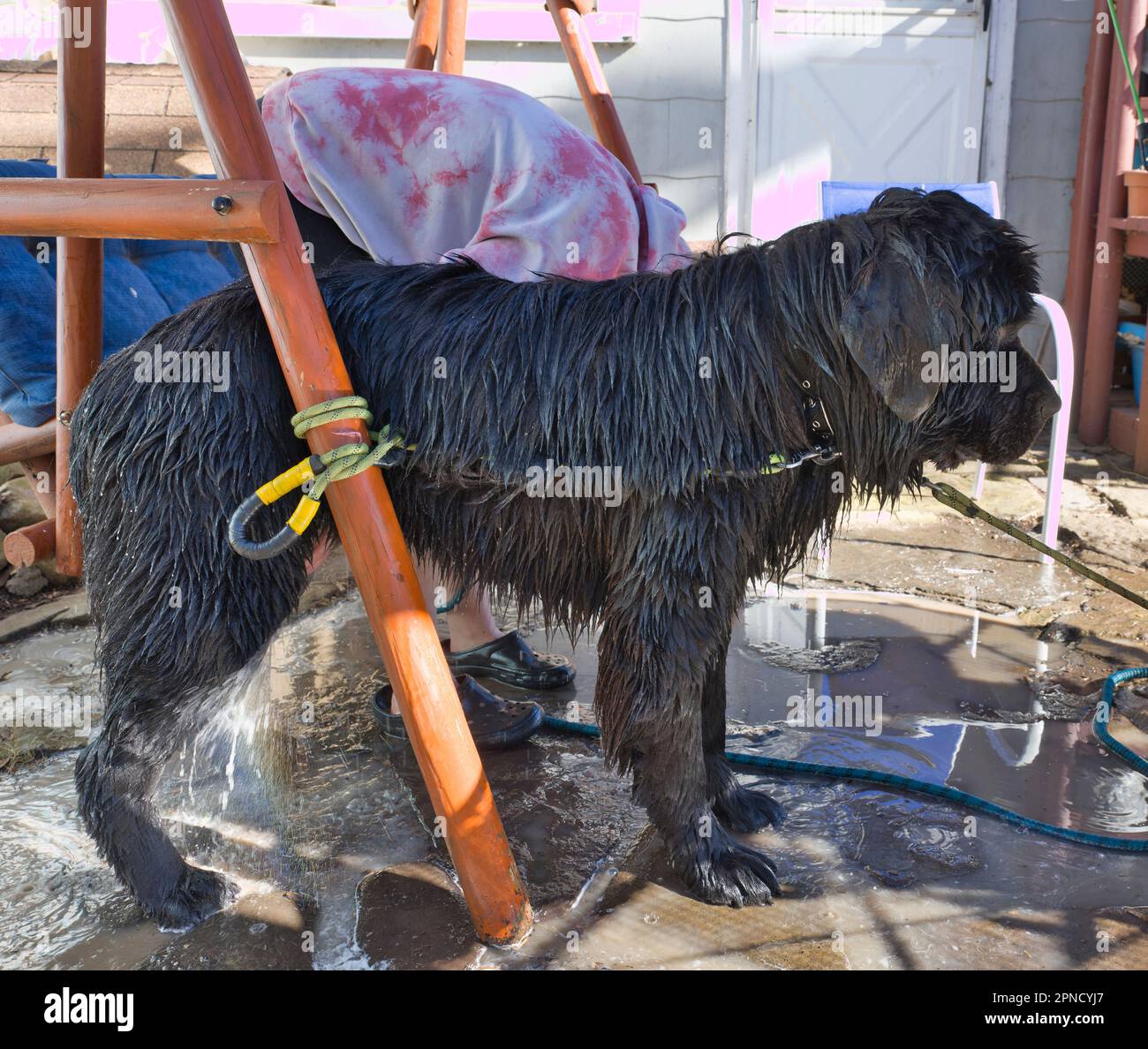 Newfoundland dog wet hi-res stock photography and images - Alamy