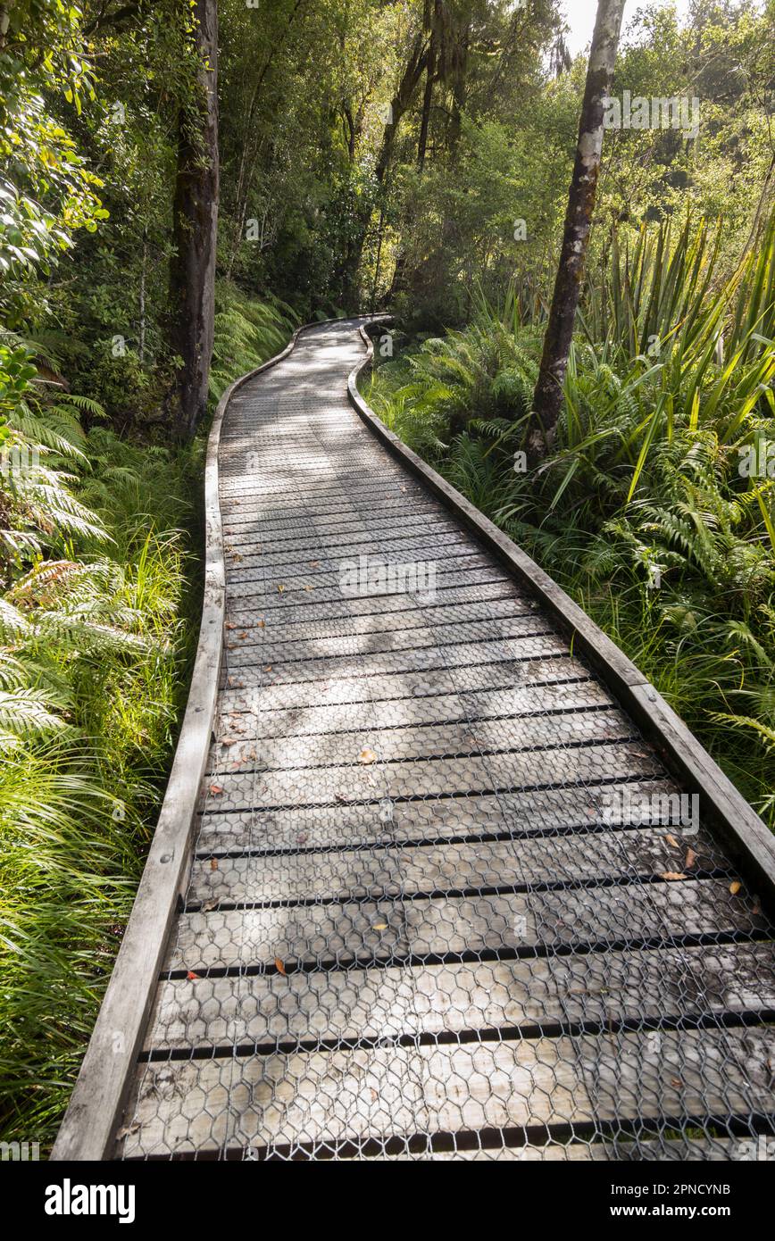 Raised walking route around Lake Matheson, Fox Glacier, South Island ...