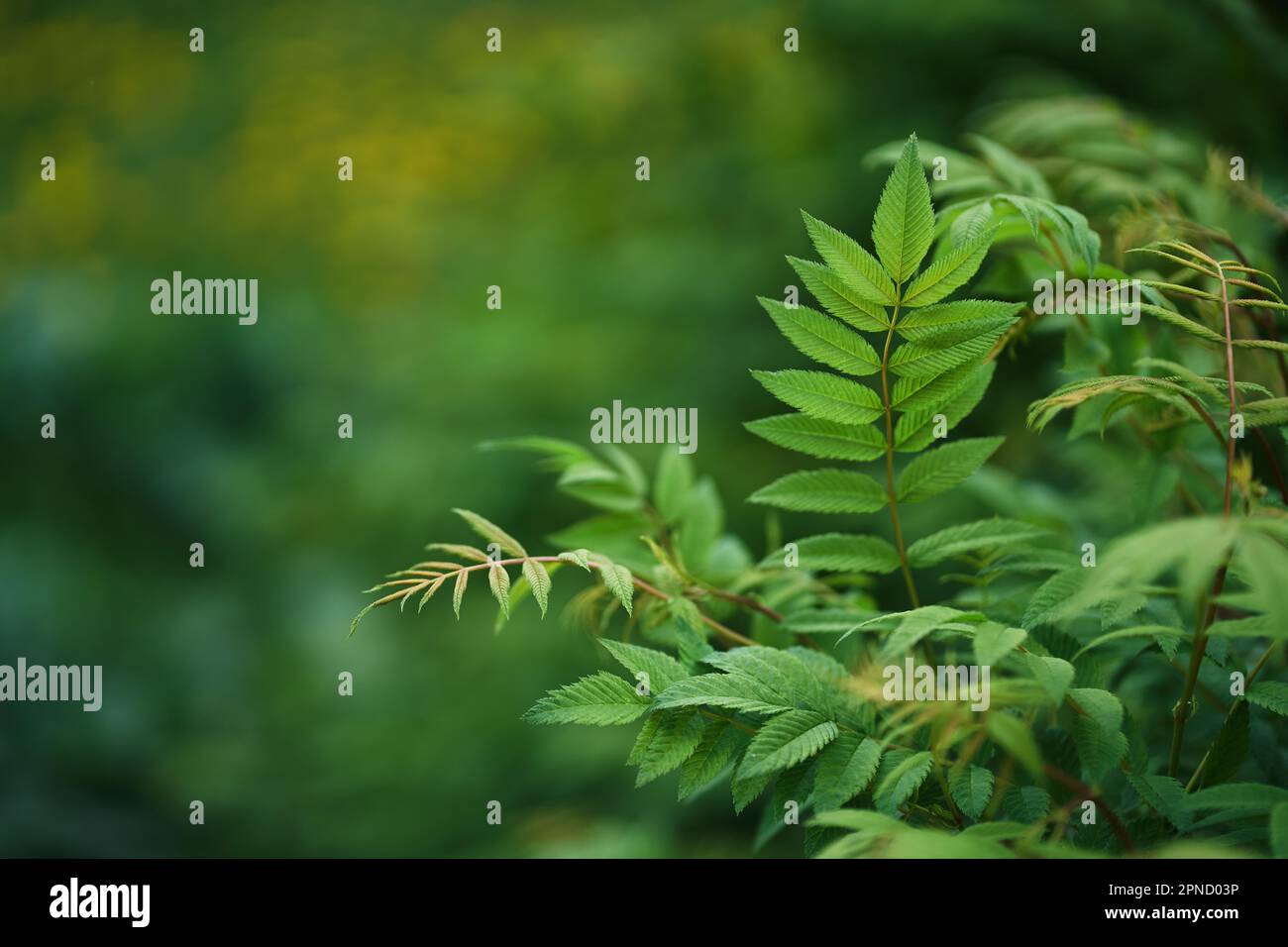 Sorbaria sorbifolia, the leaves of shrub. Green background, the plant ...