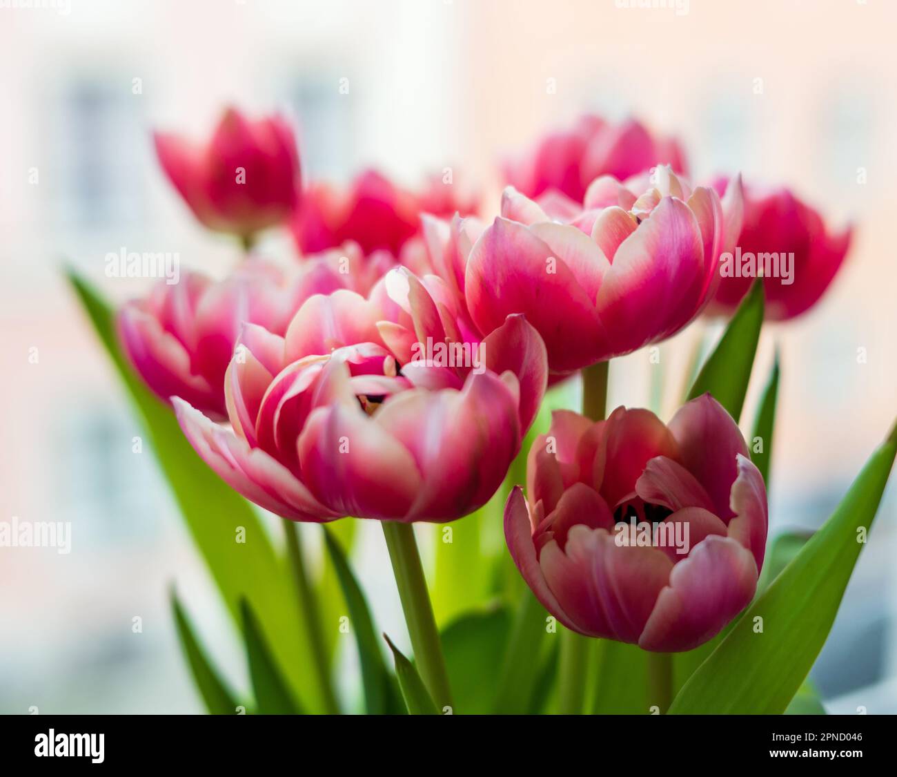 Munich, Germany. 16th Apr, 2023. Cut flowers are in a vase by a window ...