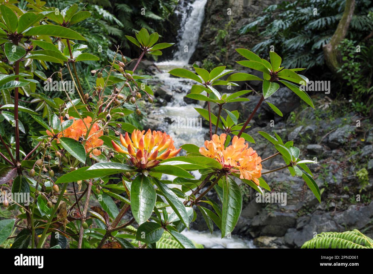 Whangarei Quarry Gardens, North Island, New Zealand Stock Photo - Alamy