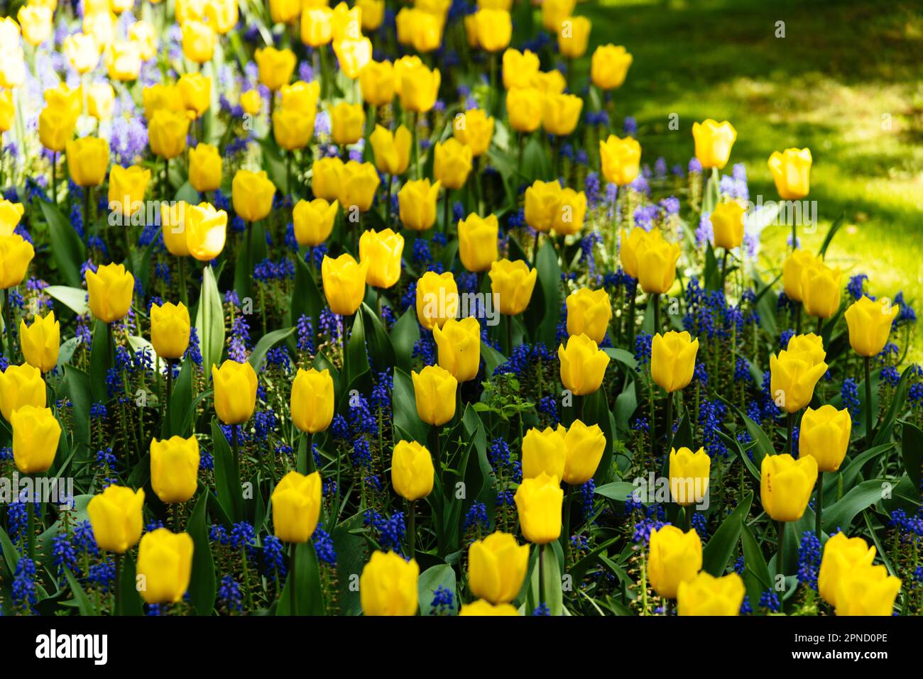 Field with assorted colors tulips. Colorful spring fresh dutch tulips. Nature background, red ...