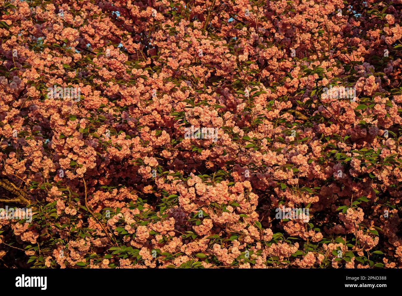 Ornamental flowering cherry tree blossoms in late golden afternoon ...