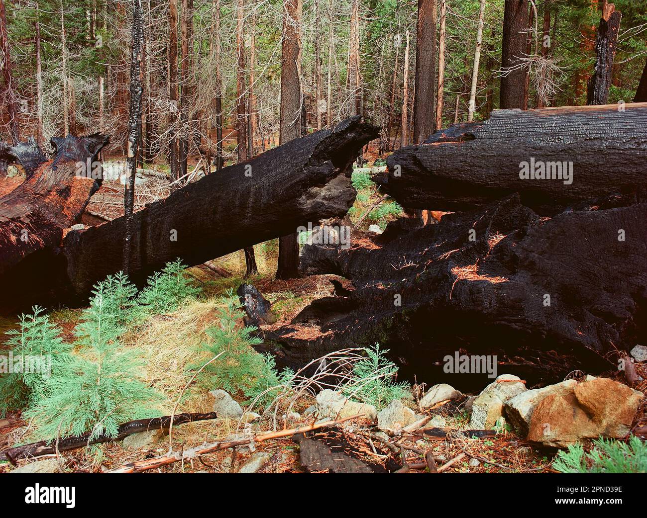 Burned giant sequoia tree hi-res stock photography and images - Alamy