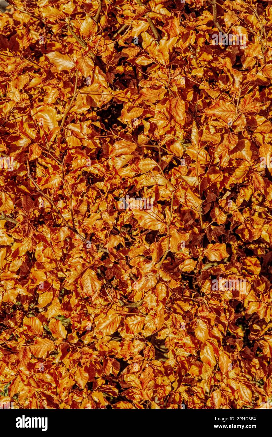 Copper beech fall leaves hi-res stock photography and images - Alamy