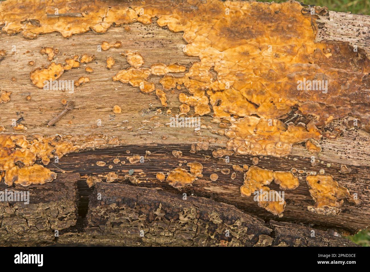 Fungus growth on old rotting wood Stock Photo - Alamy