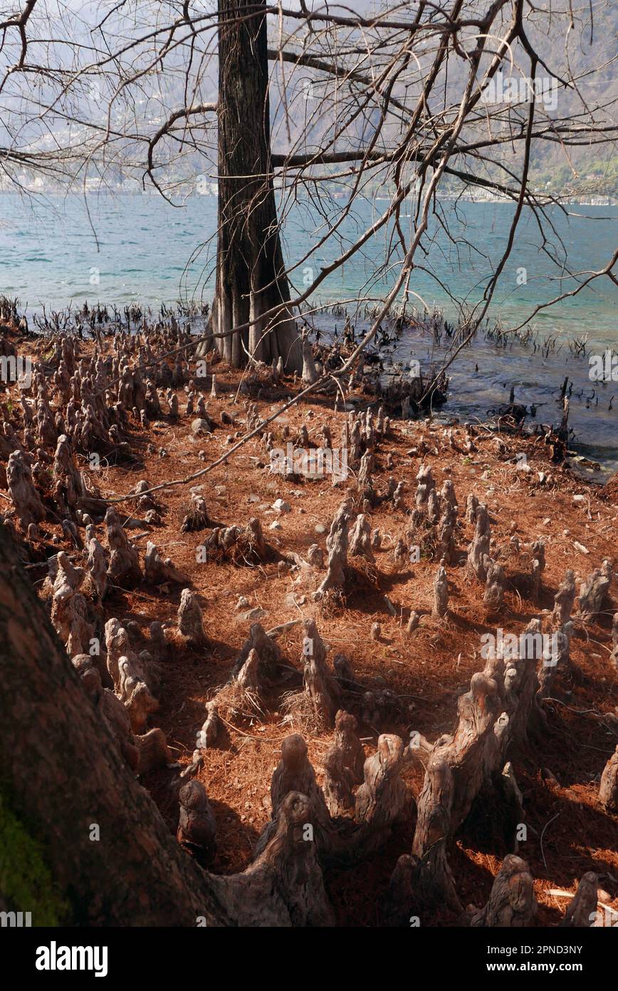 Bald cypress forest along Maggiore lake , Brissago island, Switzerland ...