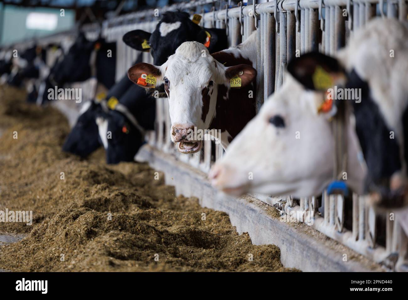 Bissendorf, Germany. 18th Apr, 2023. Cows stand in a cow shed. Every ...