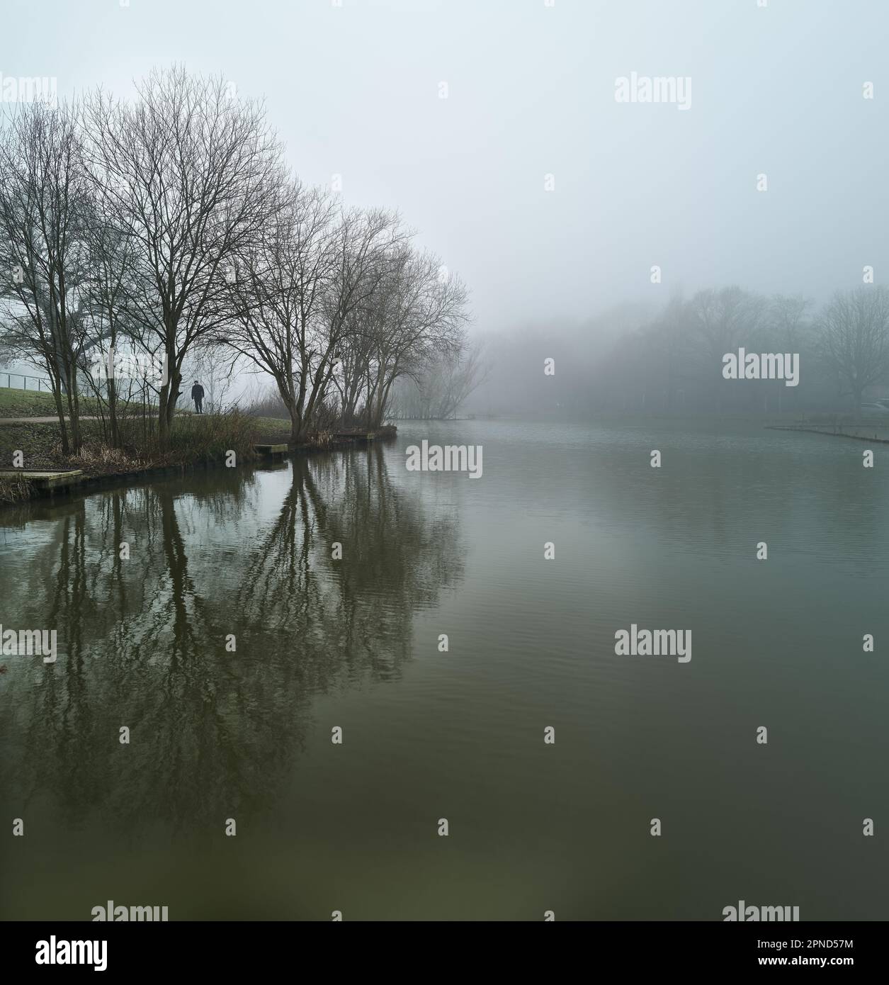 Waterside trees reflected in the boating lake, Corby, England, on a ...