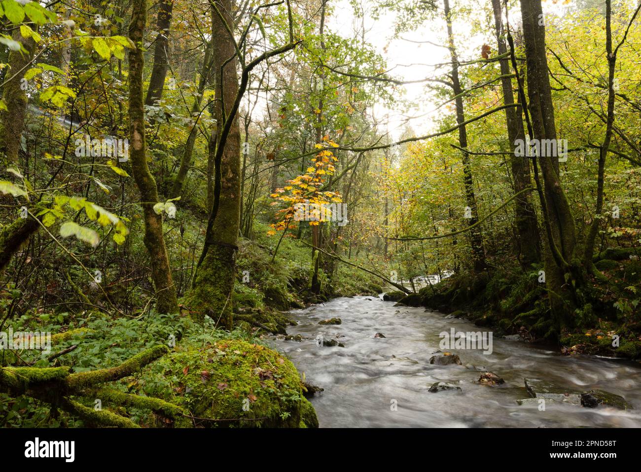 Grizedale Forest on the 21st October 2022 in Hawkshead, Cumbria ...