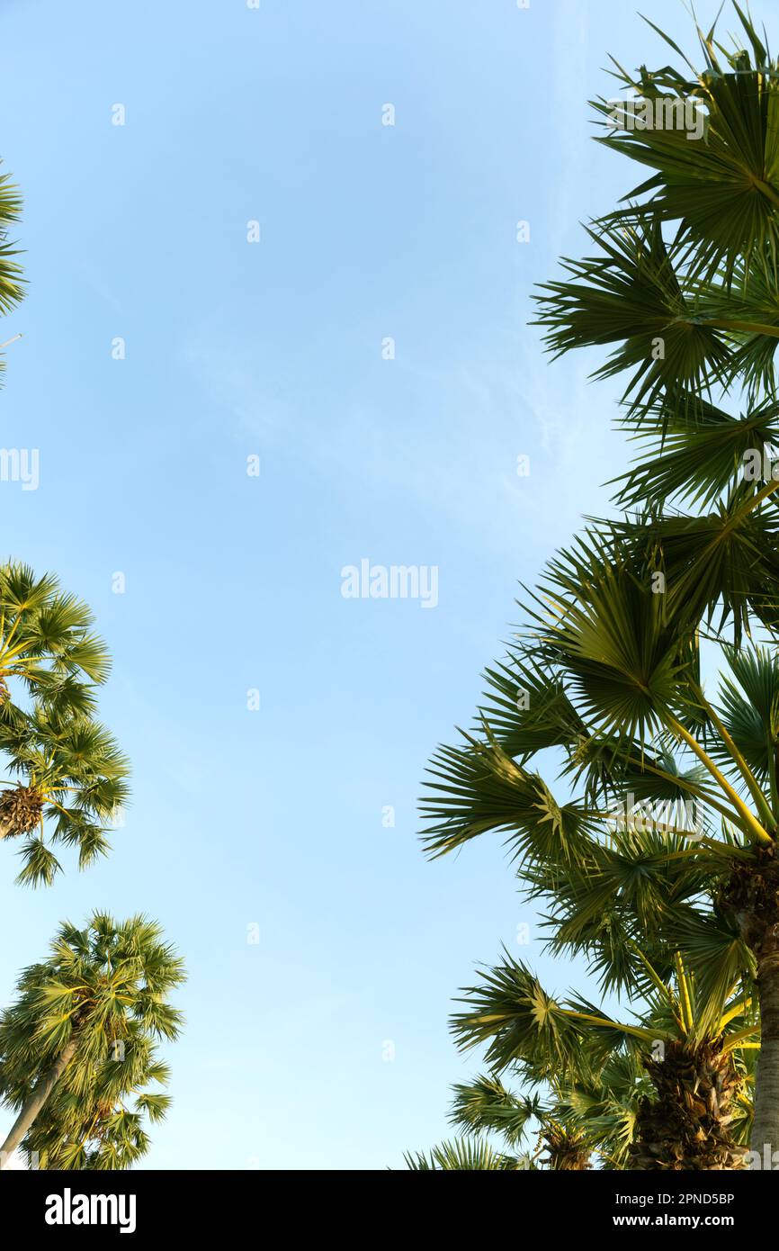 Palm Trees Bottom Up View in Backlit Stock Photo - Alamy