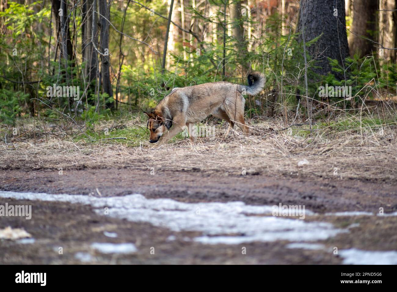 free-ranging dog on a spring forest Stock Photo - Alamy
