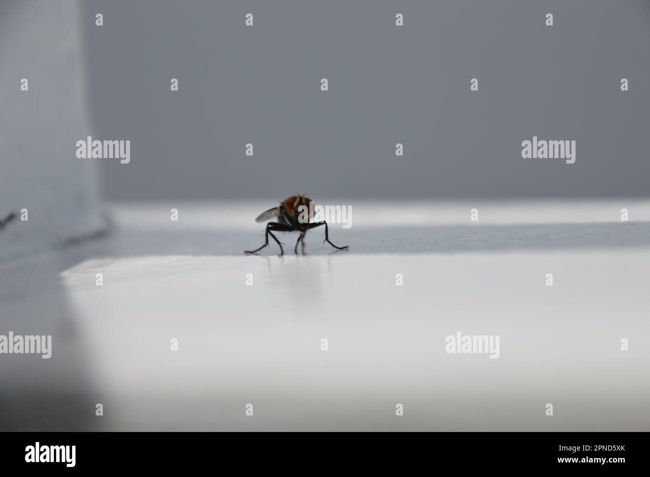 Fly On the Wall Stock Photo - Alamy