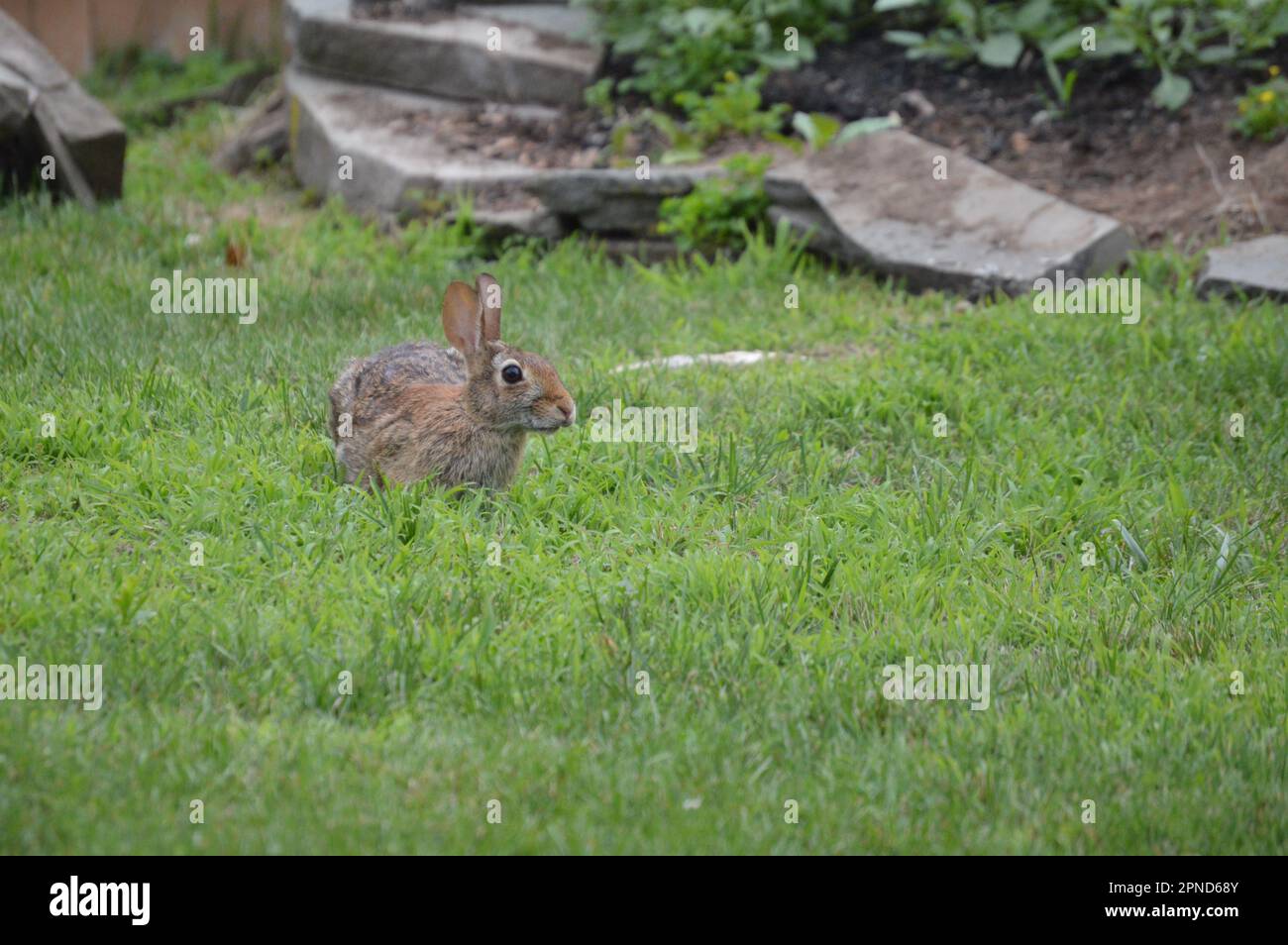 Rabbits have lived in my backyard for years and are always perfect ...