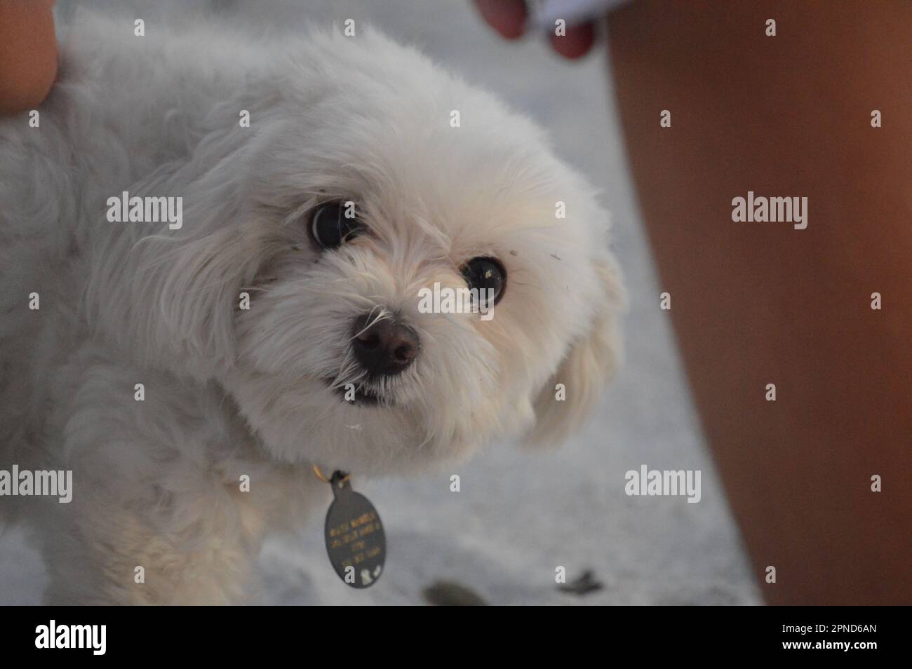 Friendly little puppy enjoying a puptastic time on the beach Stock ...